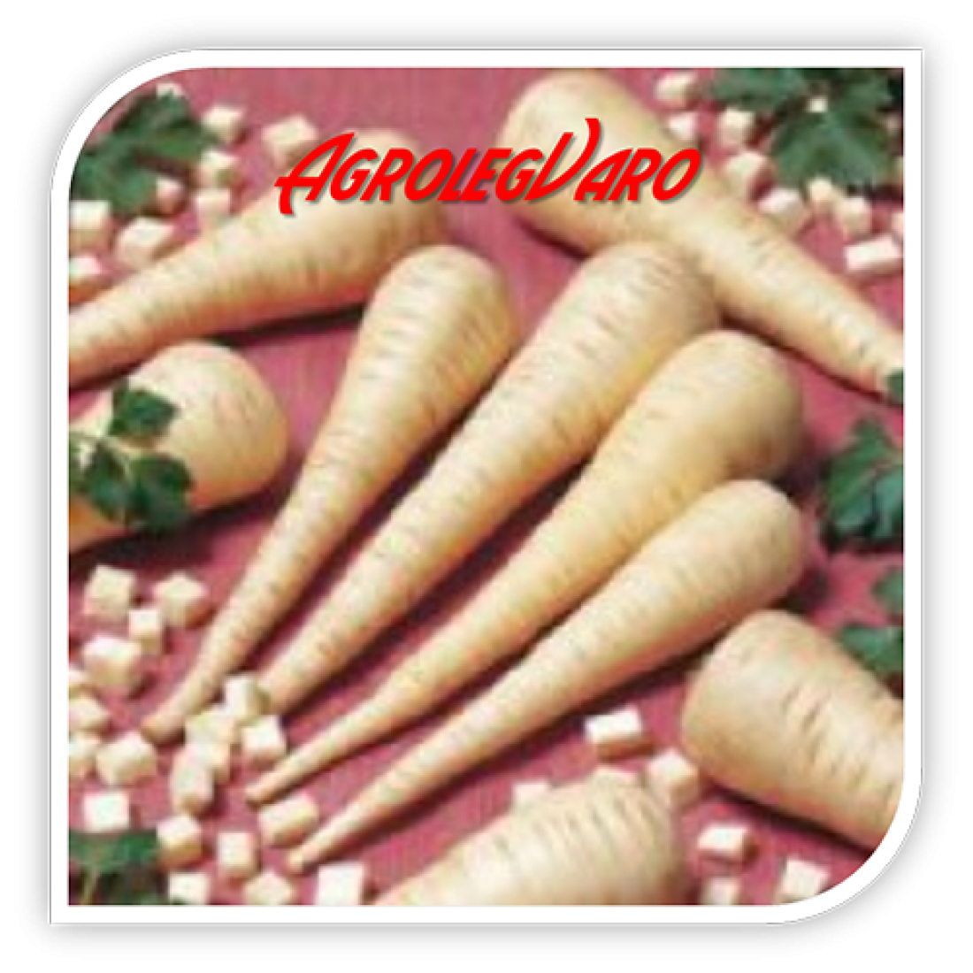 Seminte de pastarnac PALACE F1