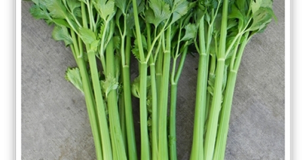 Seminte de telina de frunza AFINA