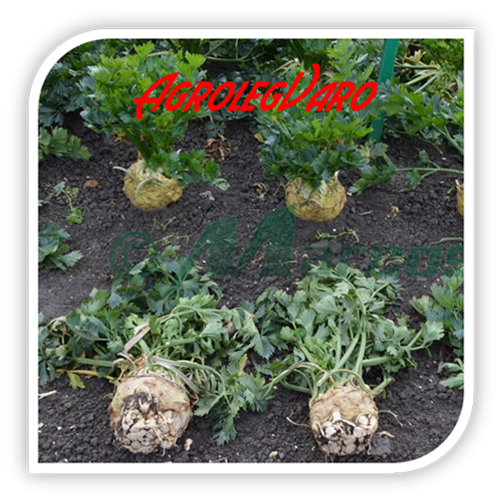 Seminte de telina de radacina BALENA F1