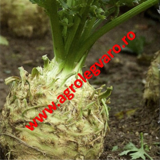 Seminte de telina de radacina Cisko NS