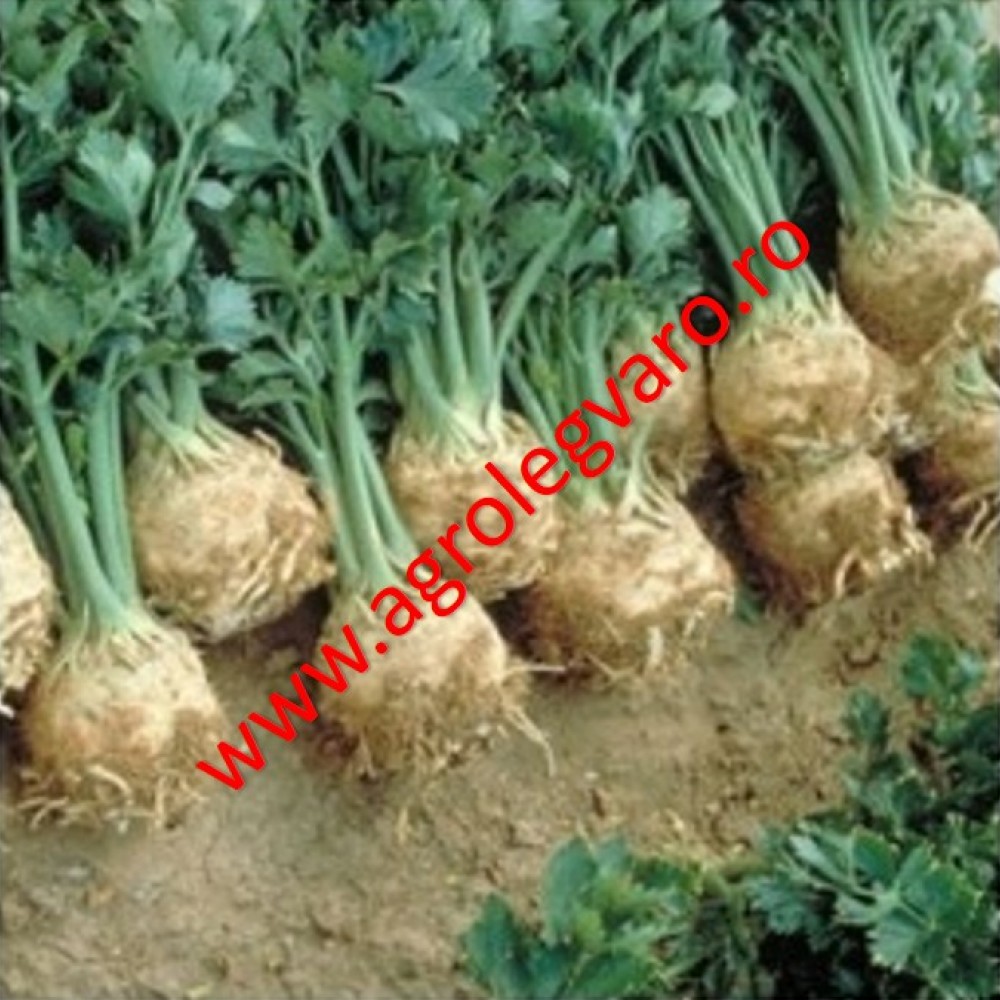 Seminte de telina de radacina Monarch F1