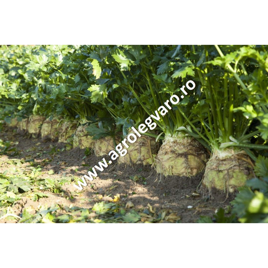 Seminte de telina de radacina Otago NS